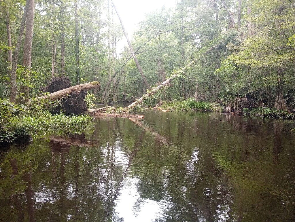 Lowcountry swamp fishing is prime - Freshwater - Charleston Fishing