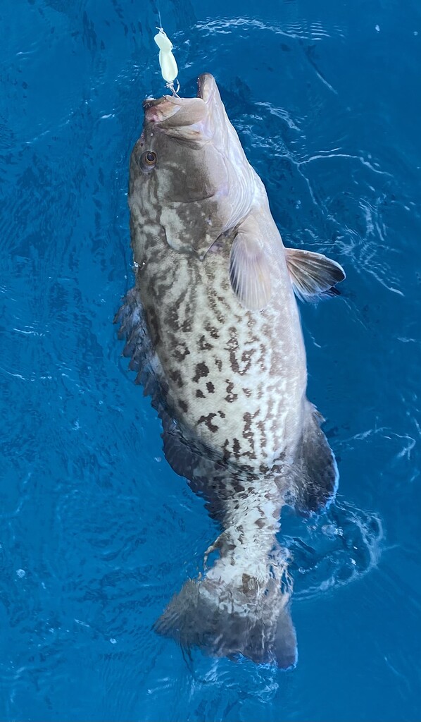 Smoother Than a Fresh Jar of Skippy - Offshore Reports - Charleston Fishing