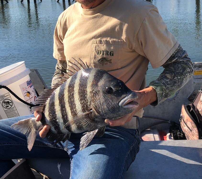 How to properly fillet a sheepshead - Inshore Reports - Charleston Fishing
