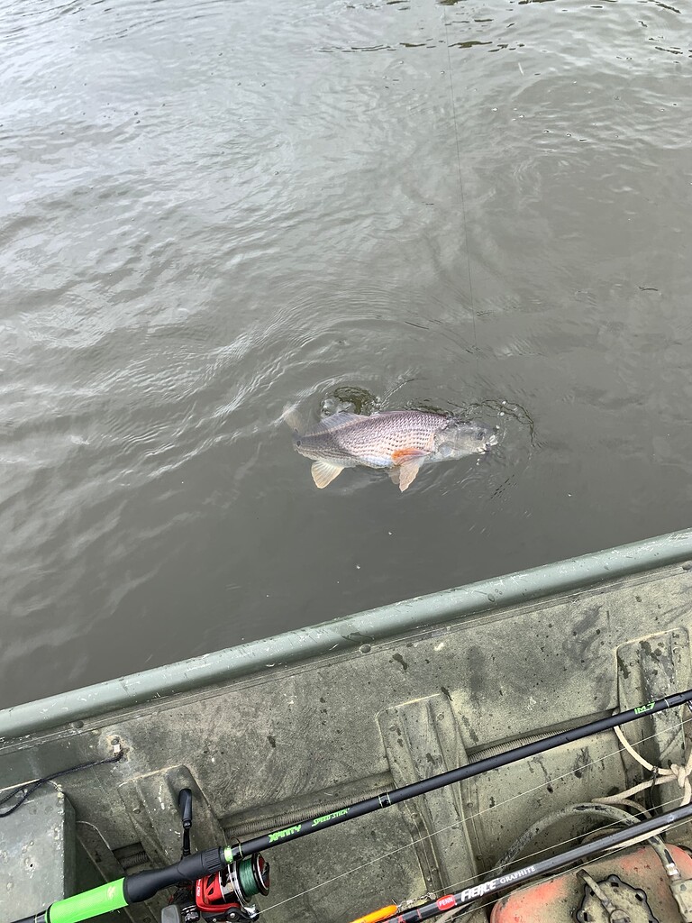 Bushy spot tail - Inshore Reports - Charleston Fishing