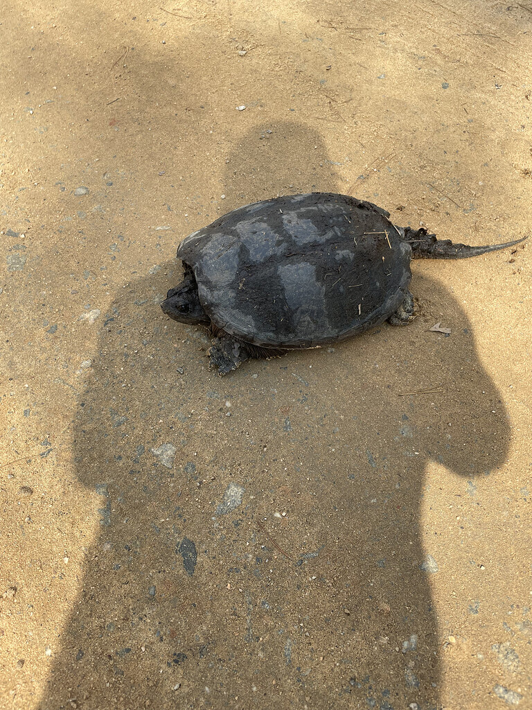Speaking of turtles - Off Topic - Charleston Fishing