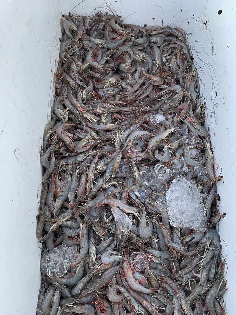 Edisto Yesterday - Shrimping - Charleston Fishing