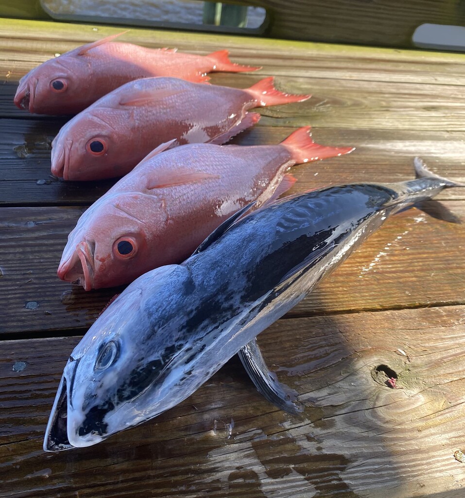 Vermillion Rain - Offshore Reports - Charleston Fishing