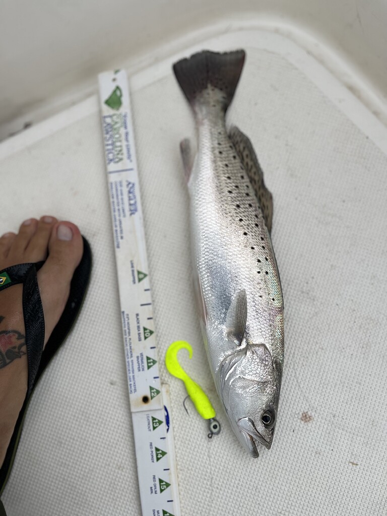 Yellow gulp bait - Inshore Reports - Charleston Fishing