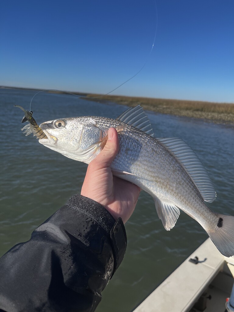 New Years to Late January Report - Inshore Reports - Charleston Fishing