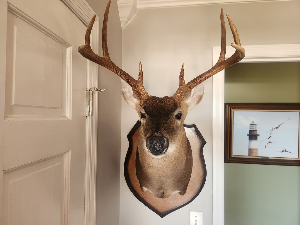 Deer mount - Hunting - Charleston Fishing
