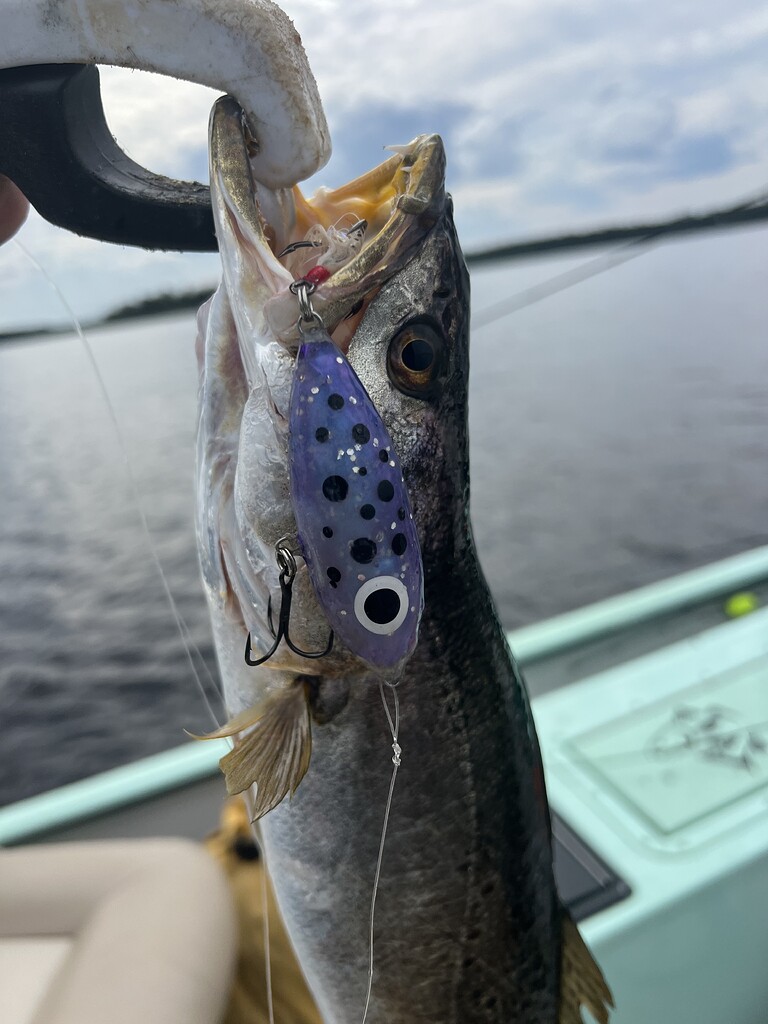 Decent Trout Bite Today - Inshore Reports - Charleston Fishing