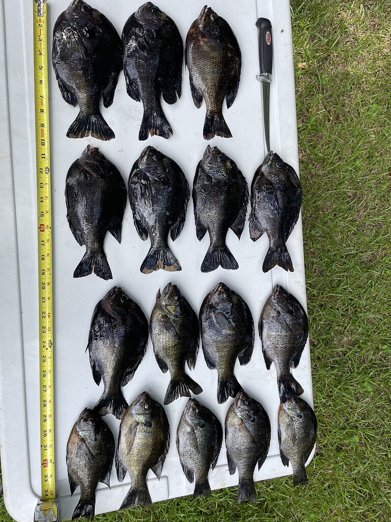 Blackwater Bream - Freshwater - Charleston Fishing