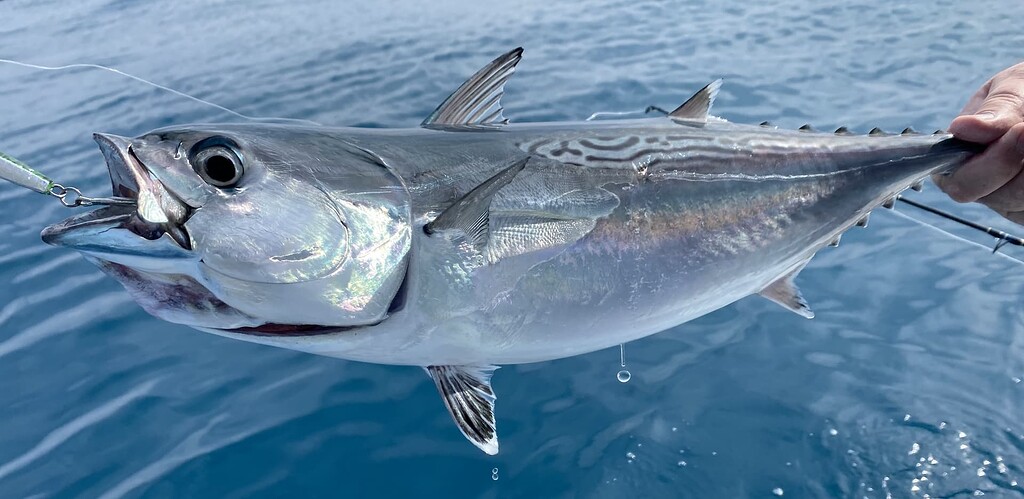 Back in the Saddle, Again - Offshore Reports - Charleston Fishing