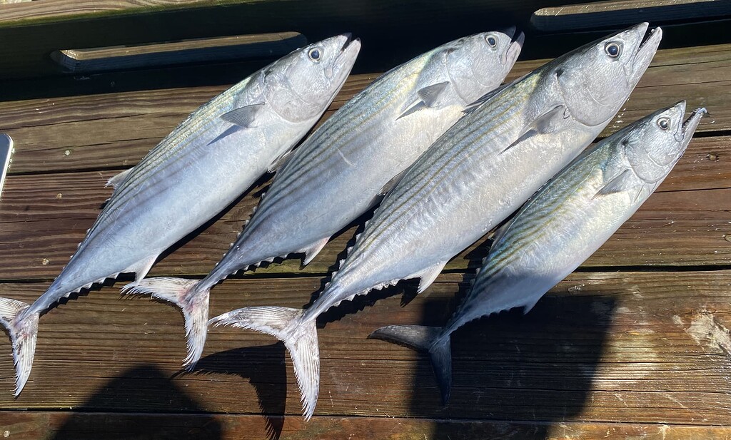 Sarda Sarda Spectacular - Offshore Reports - Charleston Fishing